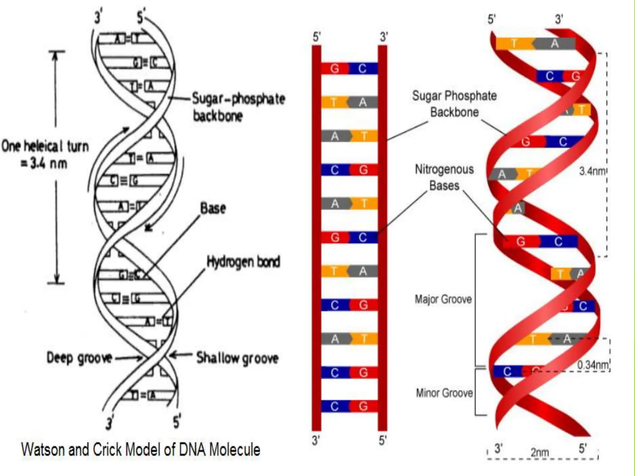 DNA and RNA , Structure, Functions, Types, difference, Similarities ...