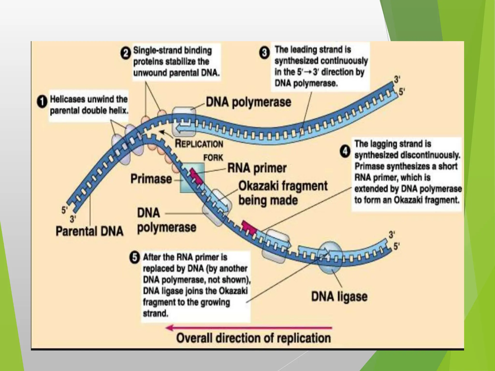 DNA and RNA , Structure, Functions, Types, difference, Similarities ...