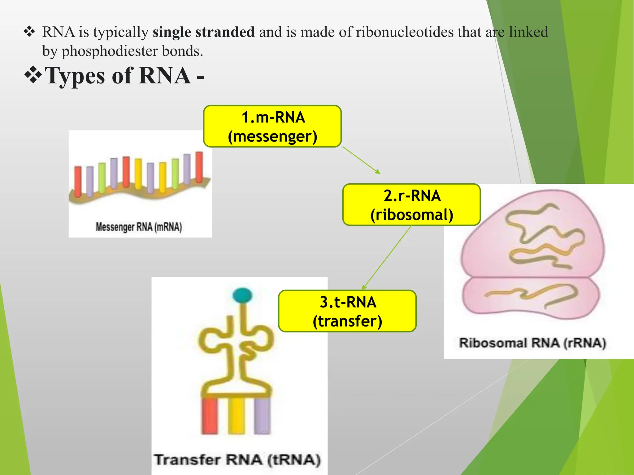 DNA and RNA , Structure, Functions, Types, difference, Similarities, Protein Synthesis.pptx