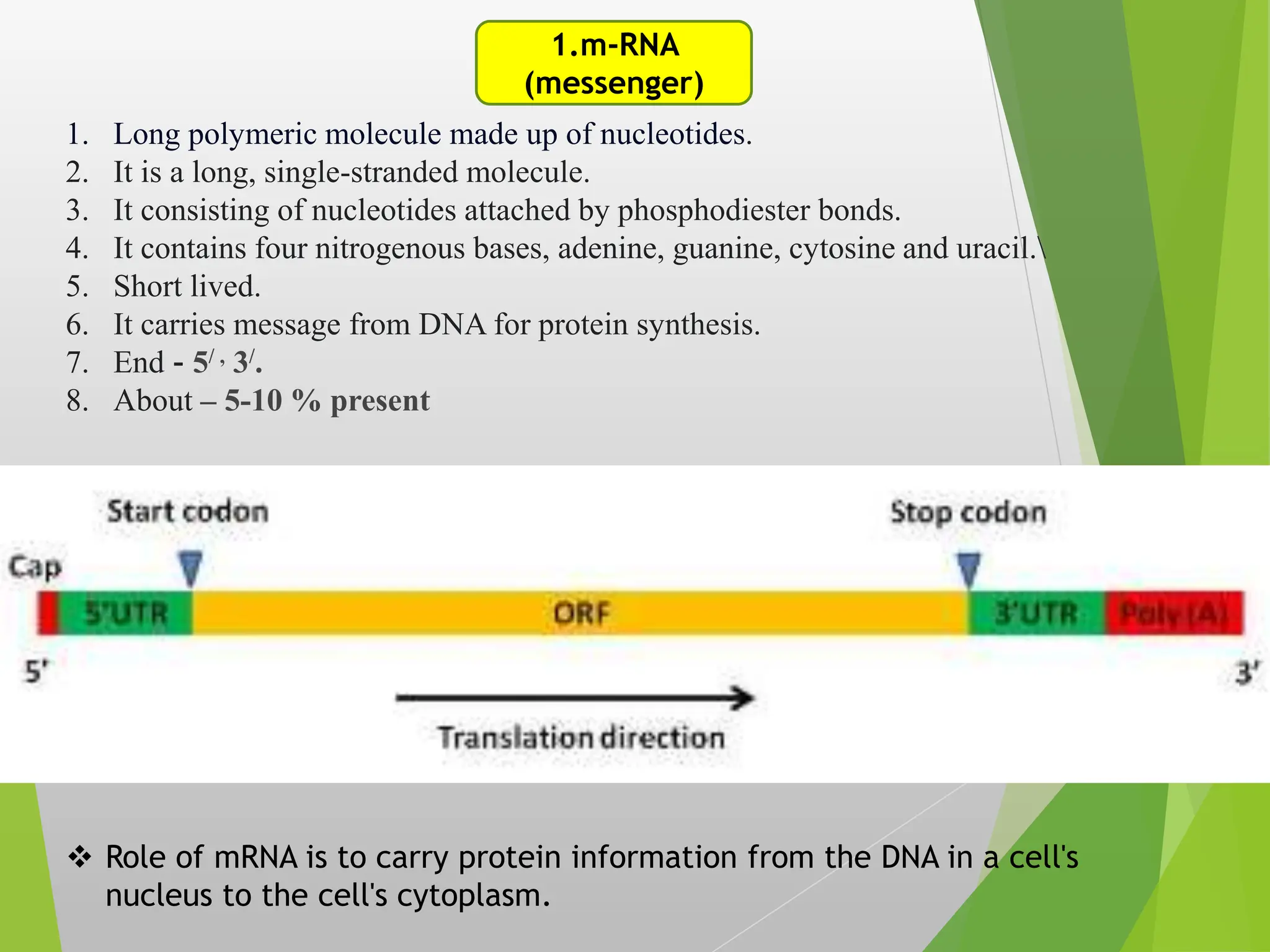 DNA and RNA , Structure, Functions, Types, difference, Similarities ...