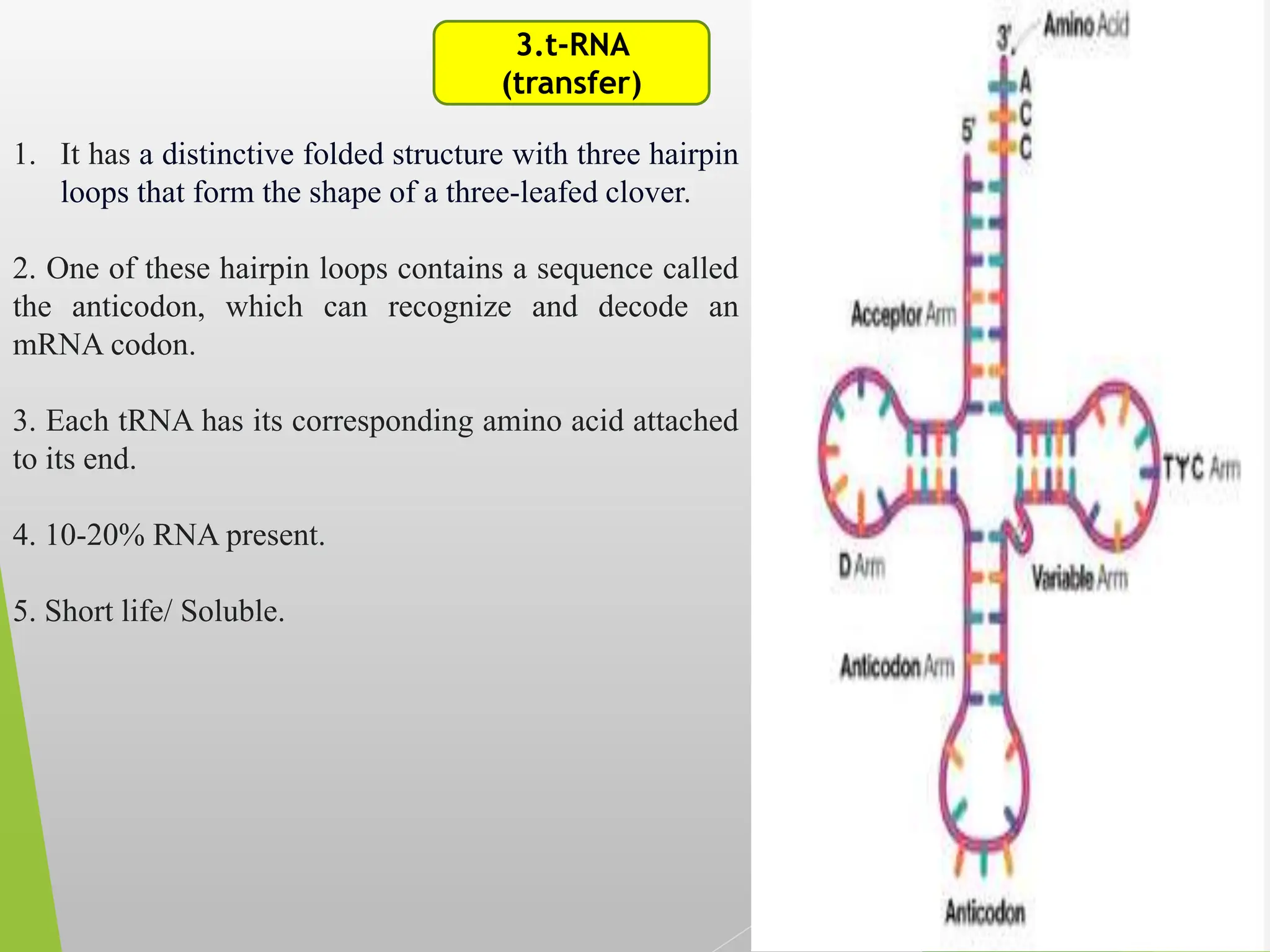 DNA and RNA , Structure, Functions, Types, difference, Similarities ...
