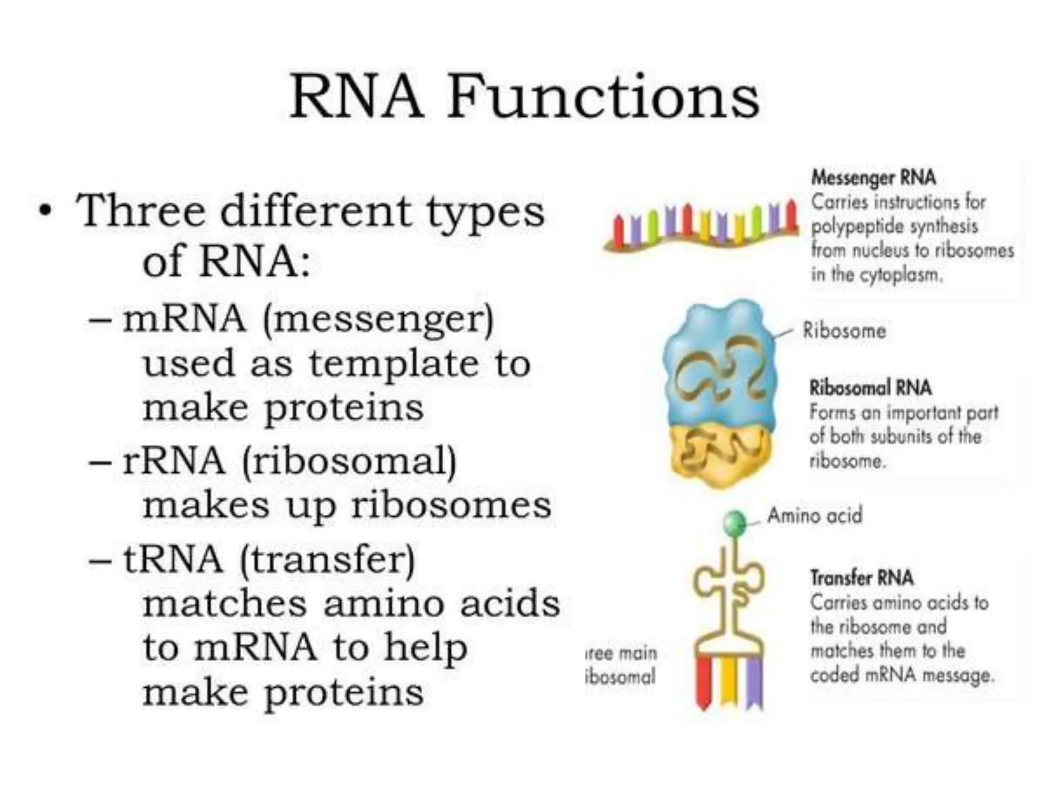 DNA and RNA , Structure, Functions, Types, difference, Similarities ...