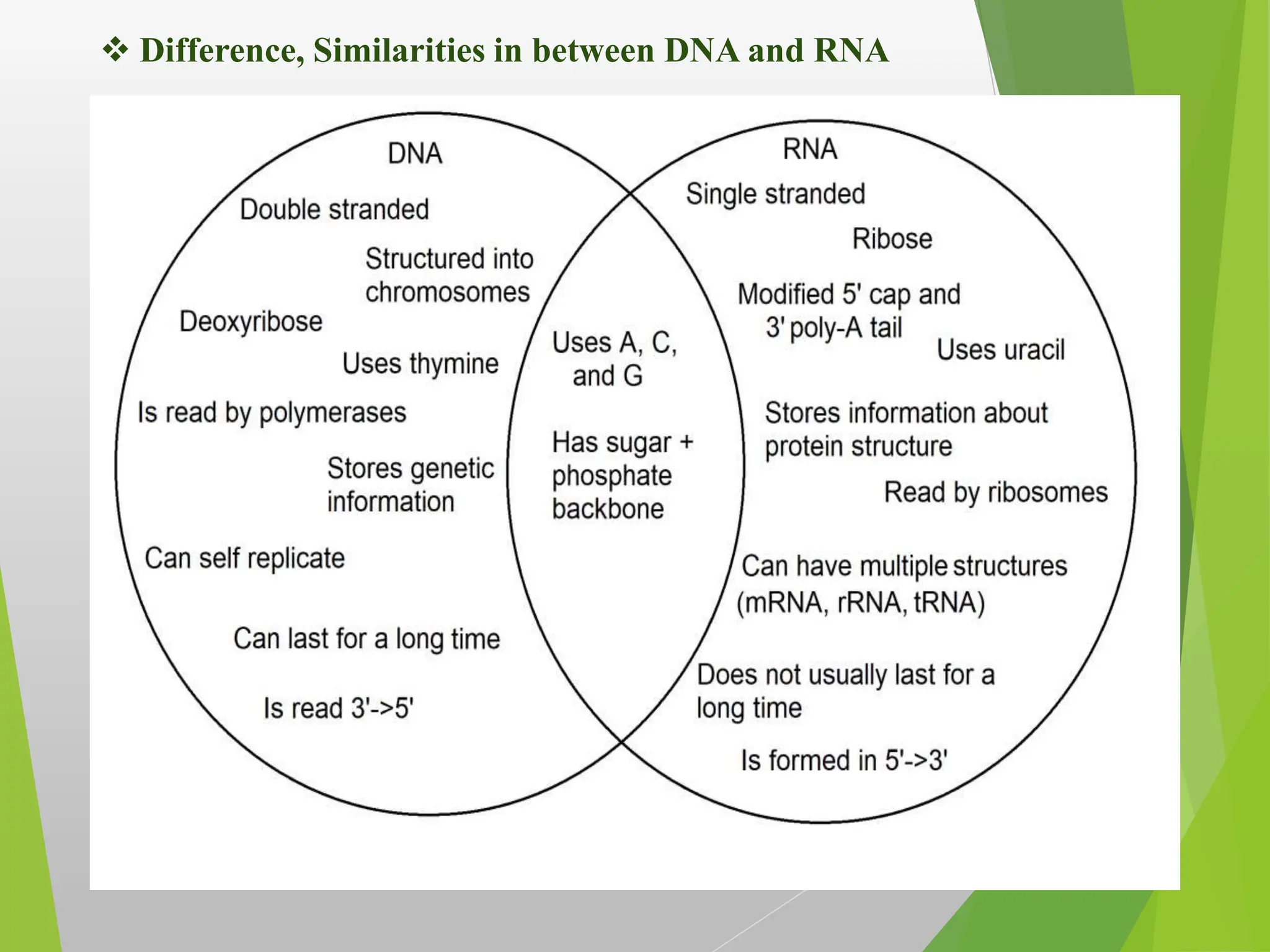 DNA and RNA , Structure, Functions, Types, difference, Similarities ...