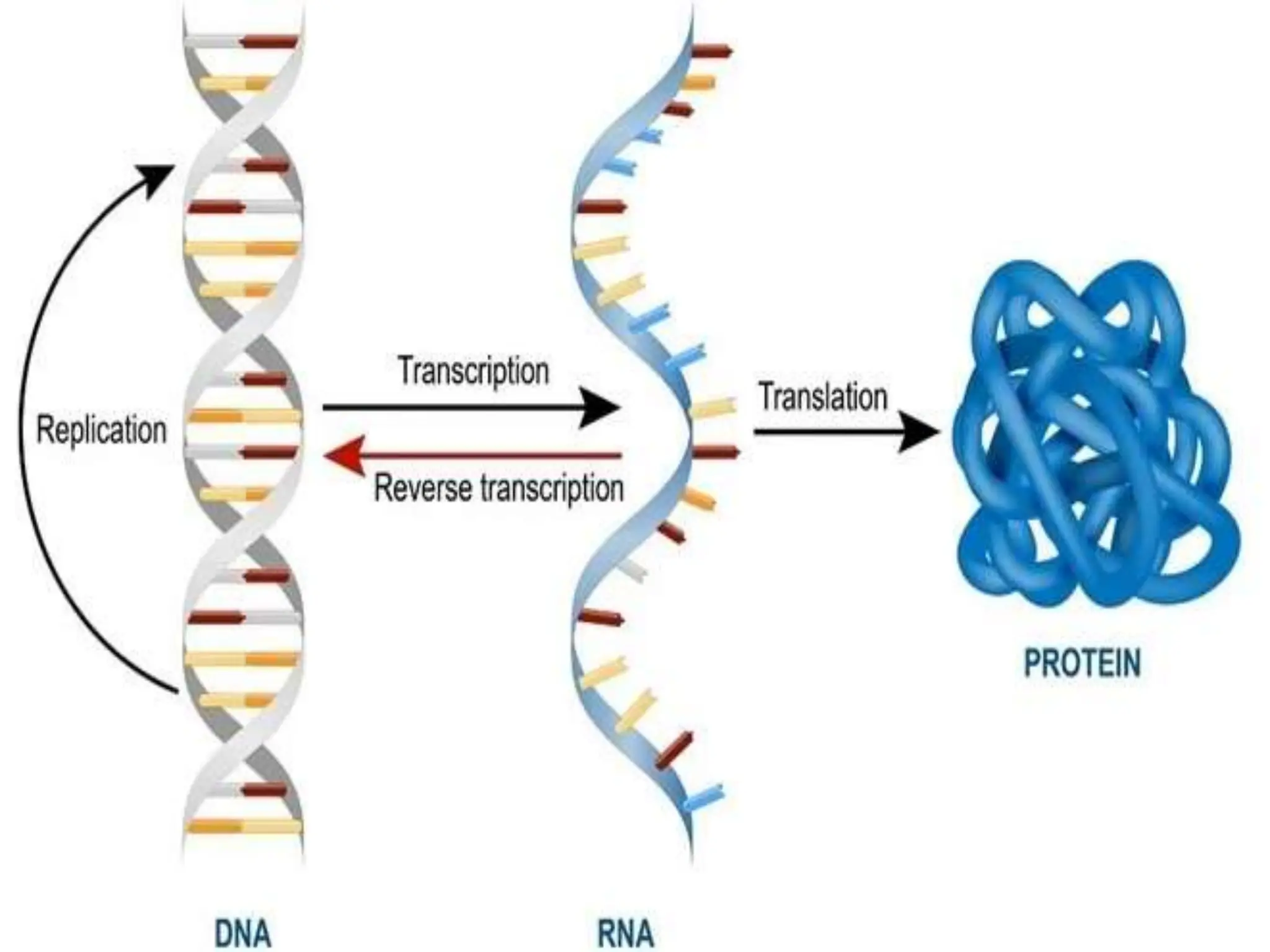 DNA and RNA , Structure, Functions, Types, difference, Similarities ...