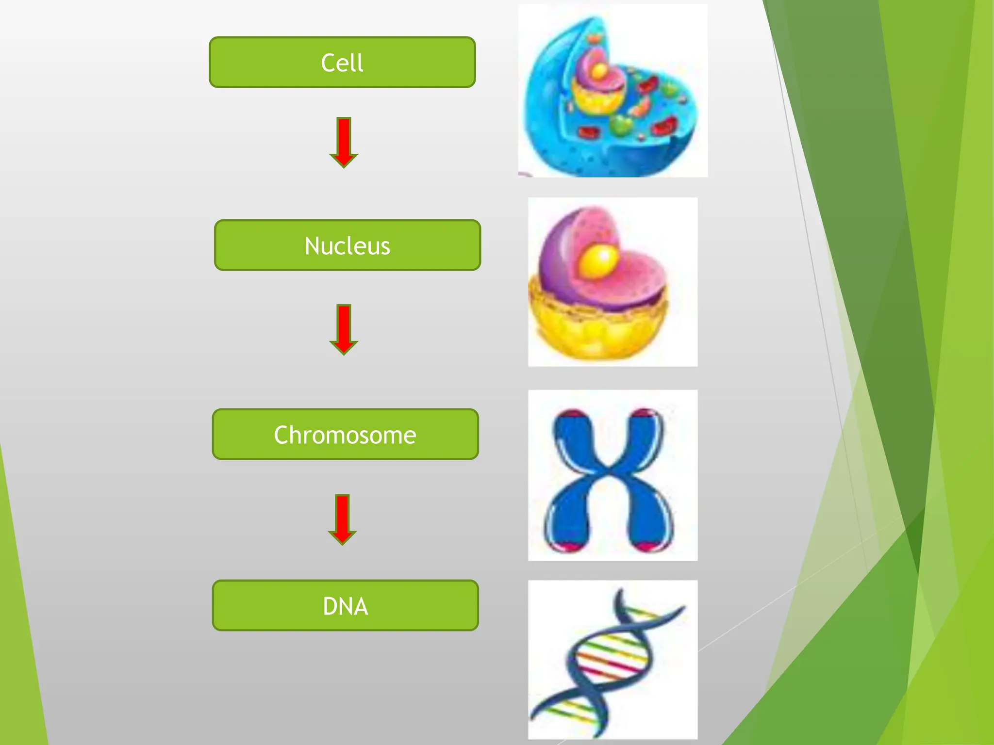 DNA and RNA , Structure, Functions, Types, difference, Similarities ...