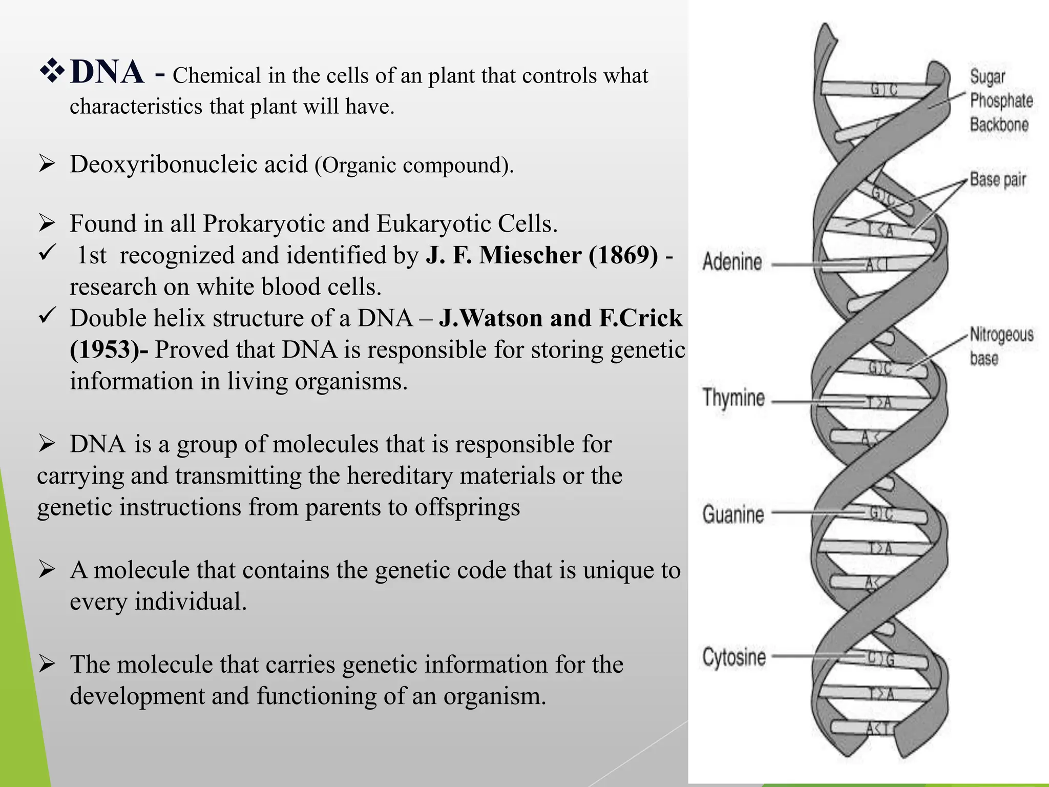 Dna And Rna Structure Functions Types Difference Similarities Protein Synthesis Pptx