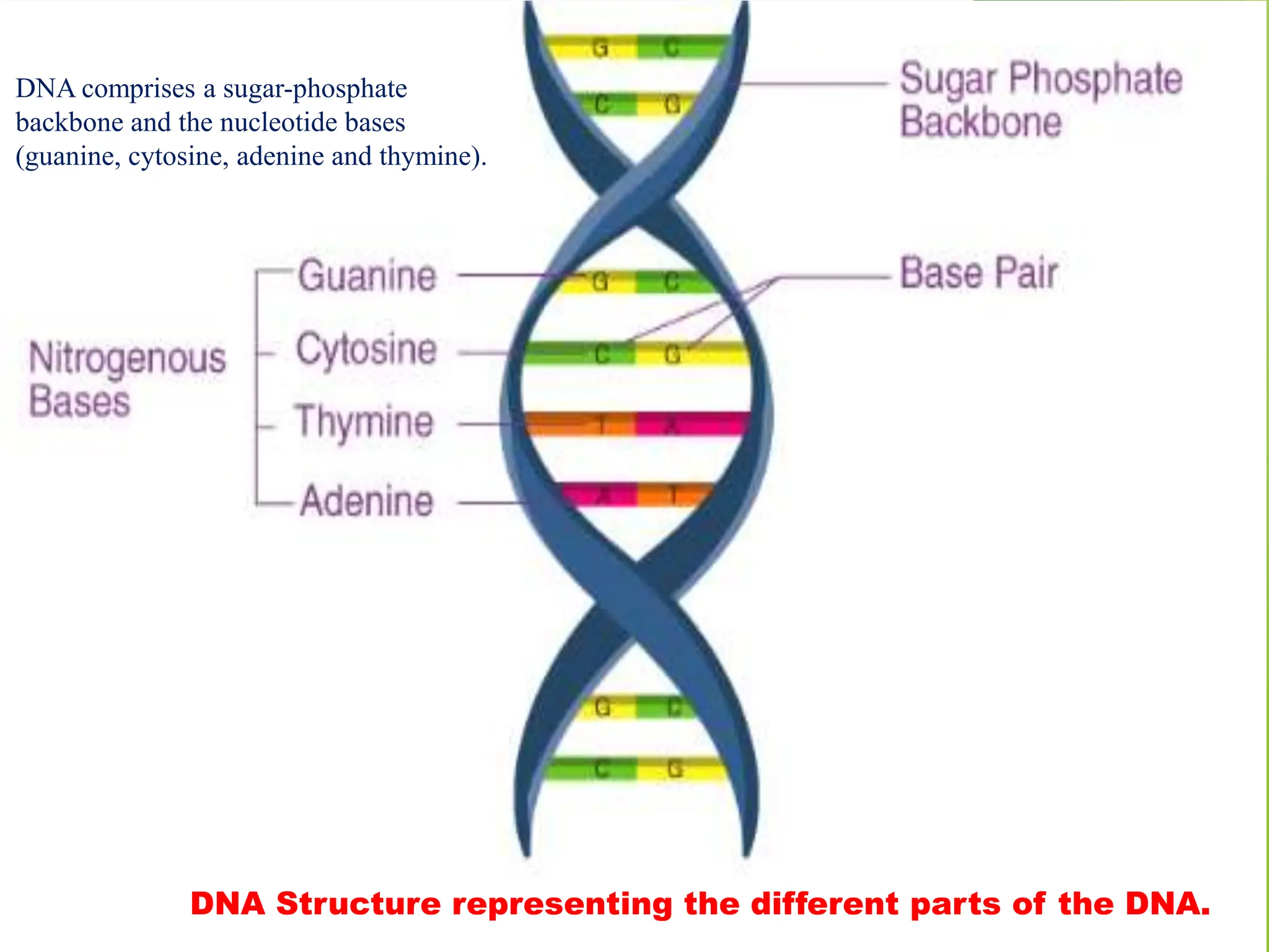 DNA and RNA , Structure, Functions, Types, difference, Similarities ...