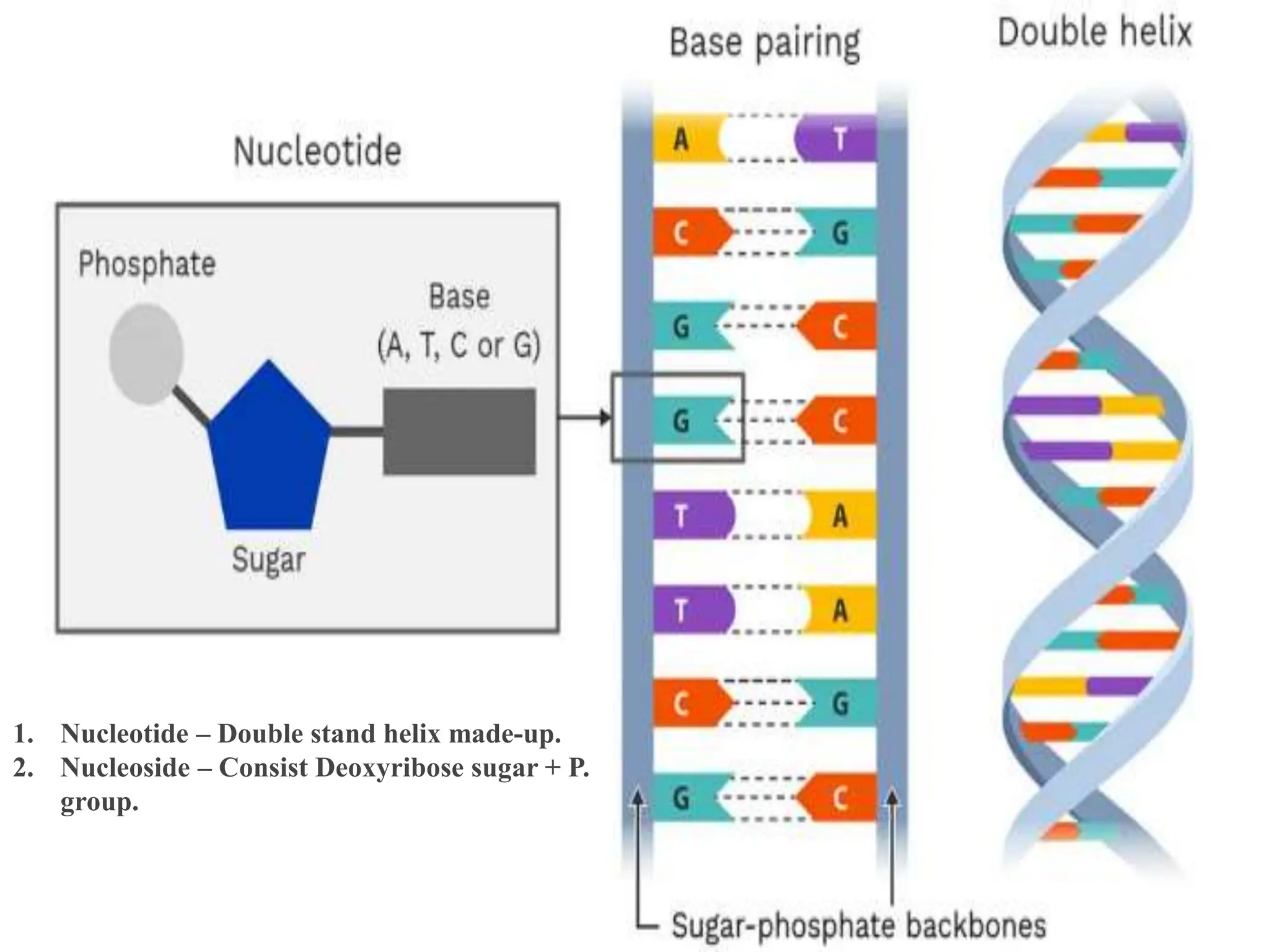 DNA and RNA , Structure, Functions, Types, difference, Similarities ...