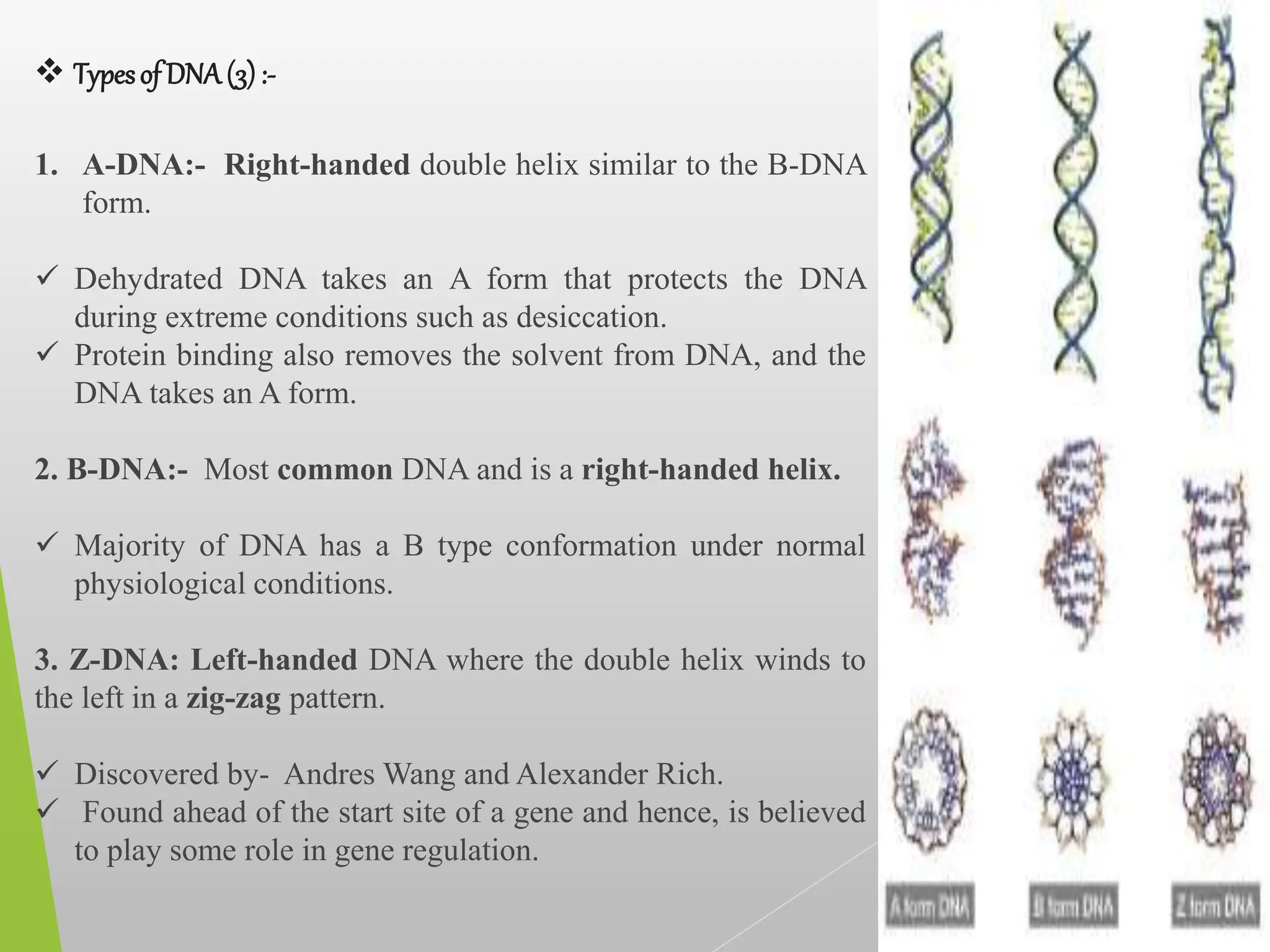 Dna And Rna Structure Functions Types Difference Similarities Protein Synthesis Pptx