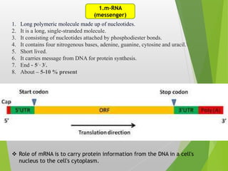 DNA and RNA , Structure, Functions, Types, difference, Similarities ...