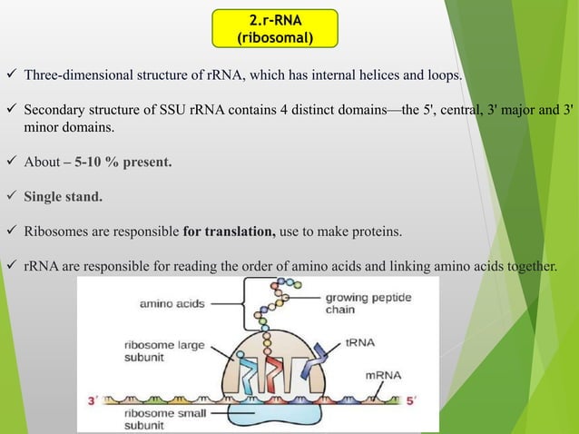 DNA and RNA , Structure, Functions, Types, difference, Similarities, Protein Synthesis.pptx ...