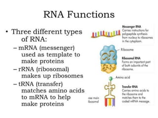 DNA and RNA , Structure, Functions, Types, difference, Similarities, Protein Synthesis.pptx