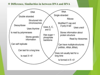 DNA and RNA , Structure, Functions, Types, difference, Similarities, Protein Synthesis.pptx
