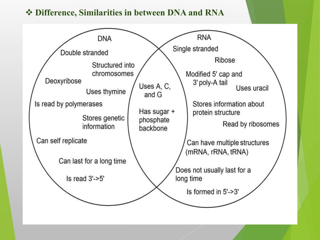 DNA and RNA , Structure, Functions, Types, difference, Similarities, Protein Synthesis.pptx ...