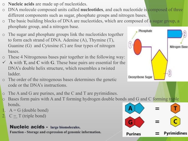 DNA and RNA , Structure, Functions, Types, difference, Similarities, Protein Synthesis.pptx ...