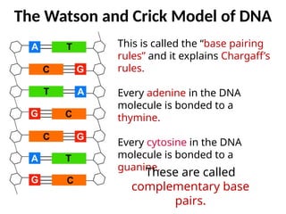 DNA and RNA V2 including information regarding protein synthesis | PPTX