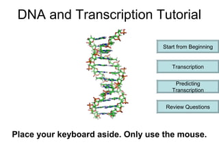 Dna and transcription_tutorial | PPT