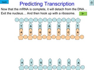 Dna and transcription_tutorial | PPT