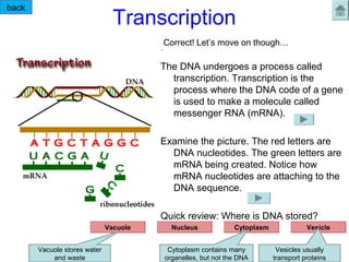 Dna and transcription_tutorial | PPT
