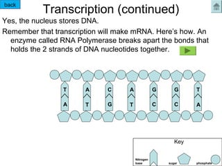 Dna and transcription_tutorial | PPT