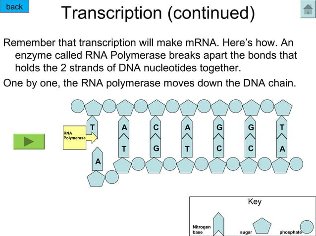 Dna and transcription_tutorial | PPT | Biological Sciences | Science