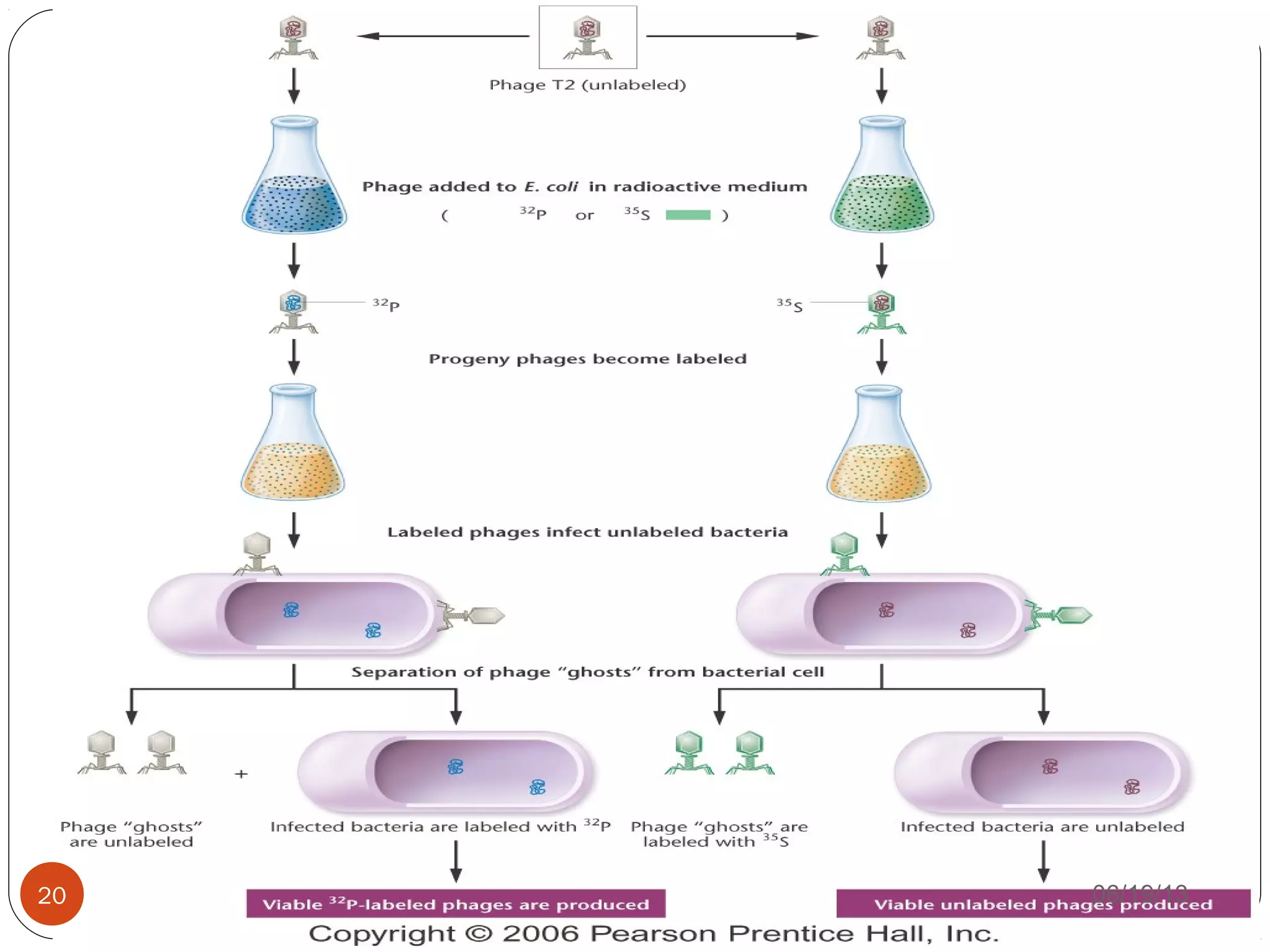 Dna as genetic material | PPT
