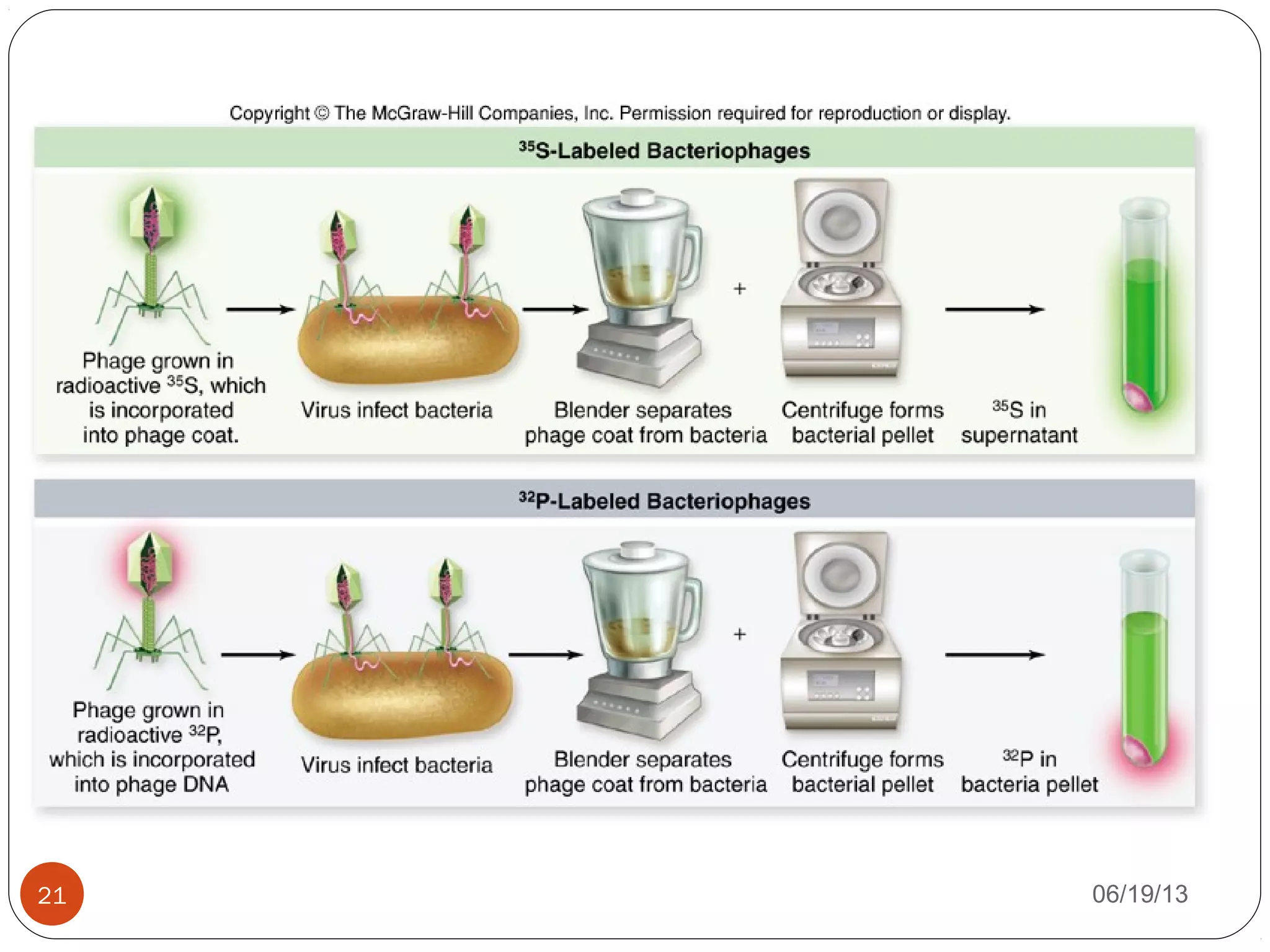 Dna as genetic material | PPT