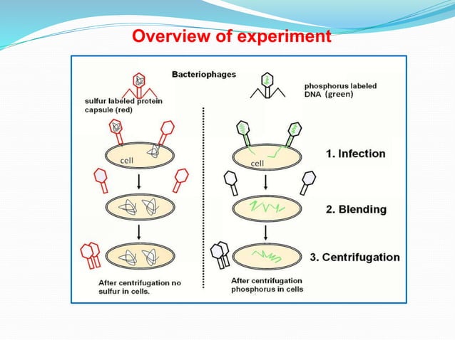 DNA as genetic material | PPTX