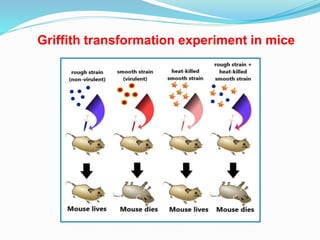 DNA as genetic material | PPTX