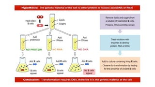 DNA : genetic material Experiments | PPTX