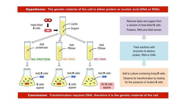 DNA : genetic material Experiments | PPT