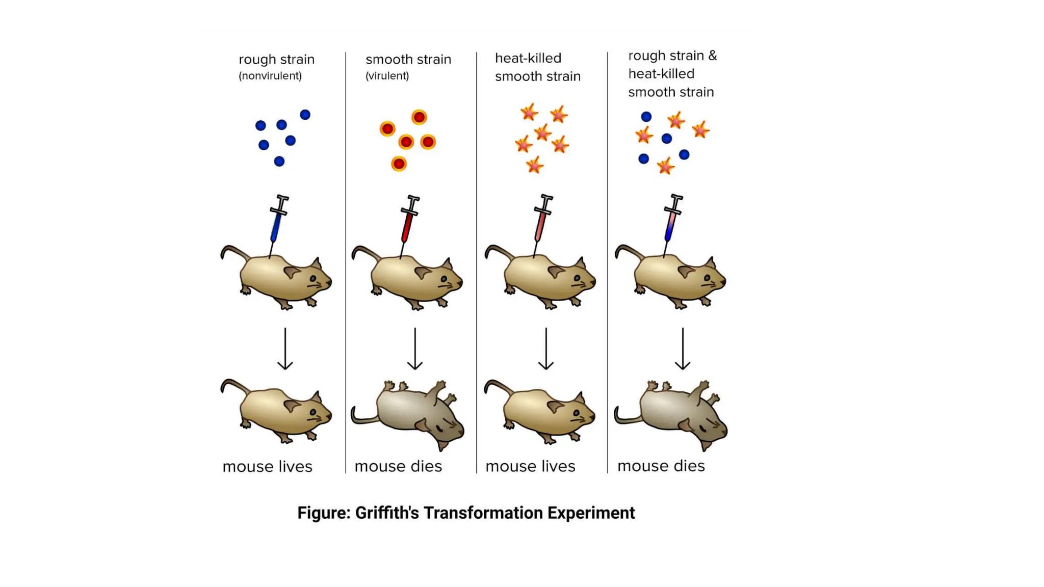 DNA as genetic material experiments and explanation .ppt