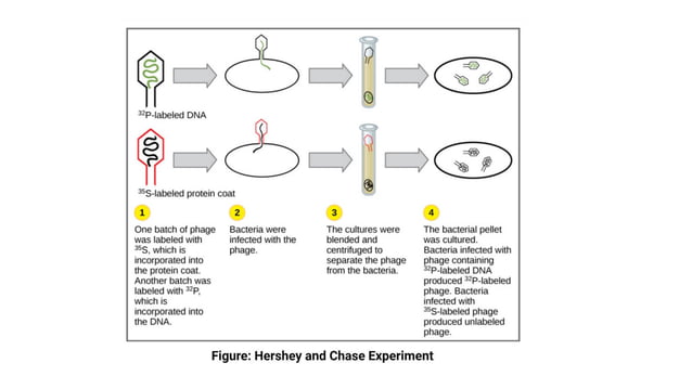 DNA as genetic material experiments and explanation .ppt