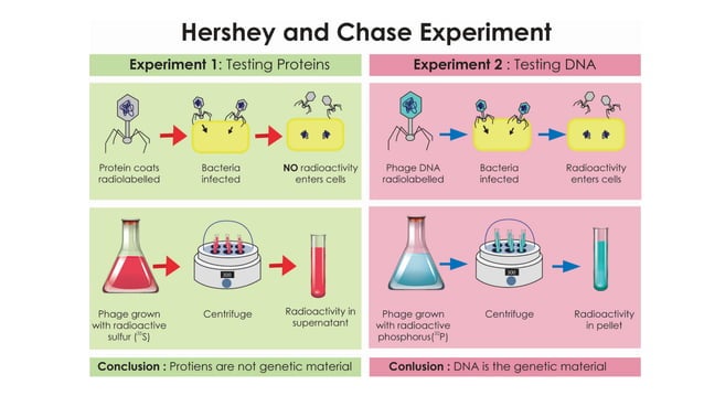 DNA as genetic material experiments and explanation .ppt