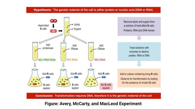 DNA as genetic material experiments and explanation .ppt