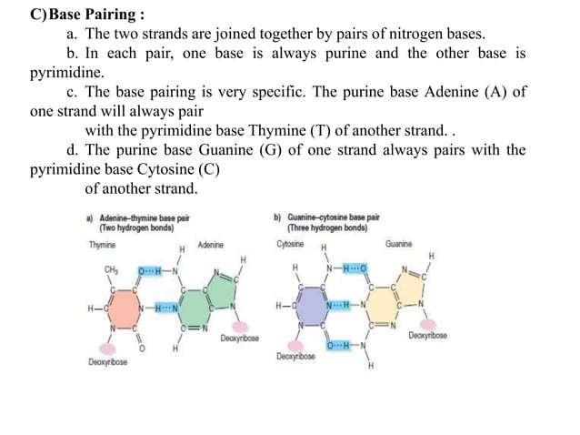 Dna as genetic material ppt | PPT