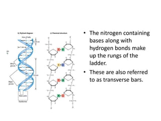 Dna as genetic material | PPTX