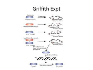 Dna as genetic material | PPT