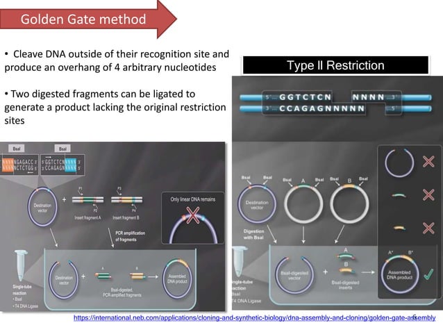 Dna assembly techniques | PPTX