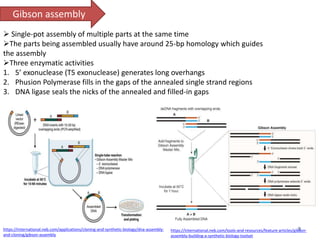 Dna assembly techniques | PPTX