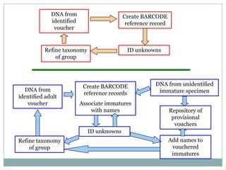 DNA Bar-code to Distinguish the Species | PPTX | Biological Sciences ...