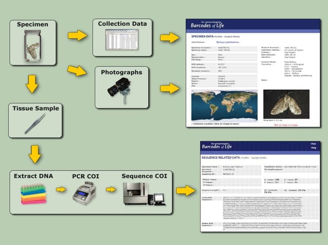 DNA Barcoding | PPT | Biological Sciences | Science
