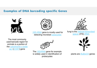 DNA barcoding (short DNA sequences to identify) | PPT
