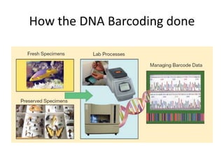 Use of DNA barcoding and its role in the plant species/varietal ...