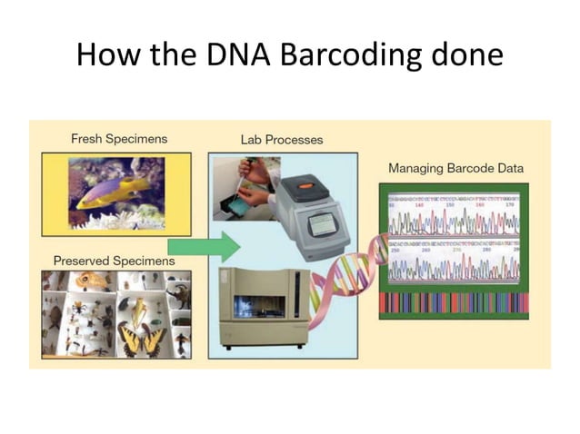 Use of DNA barcoding and its role in the plant species/varietal ...