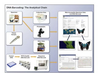 Use of DNA barcoding and its role in the plant species/varietal Identification | PPTX