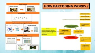 DNA Barcoding | PDF