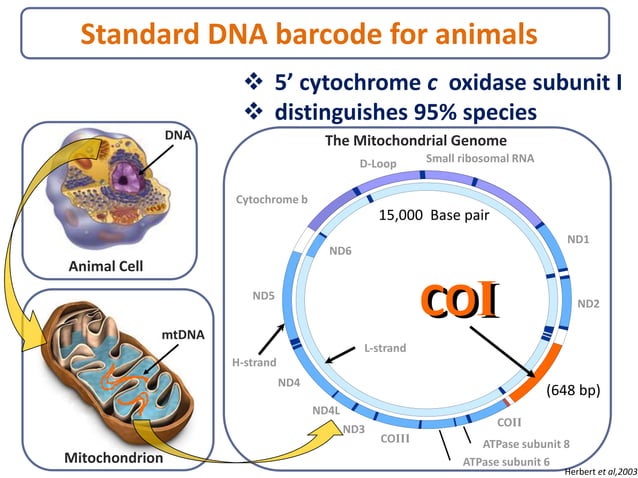 Dna barcoding | PPTX