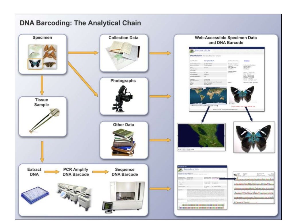Dna barcoding