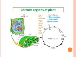 DNA Barcoding Ph.D Agriculture | PPT